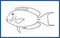 Hong Kong Fish