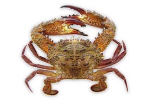 Hong Kong Fish