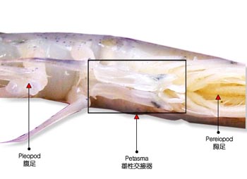 Hong Kong Fish