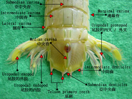 Mantis Shrimp Anatomy